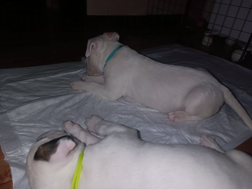 Стандартный бультерьер