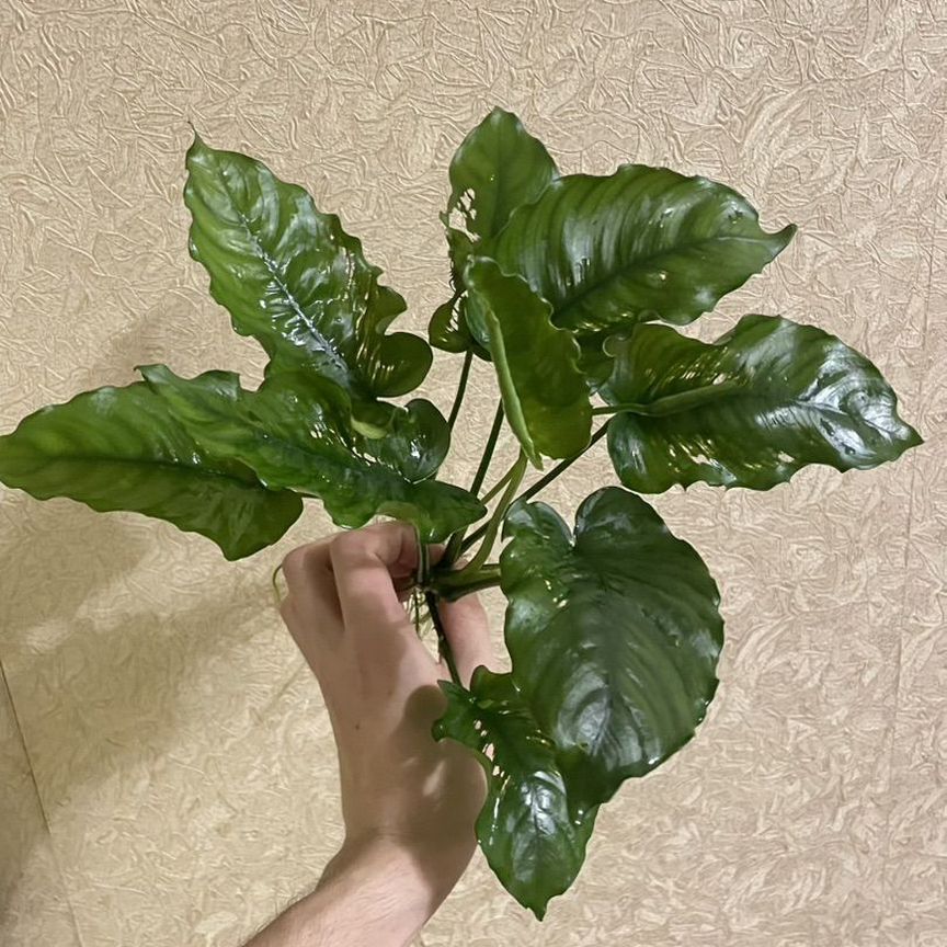 Анубиас бартера 2 шт