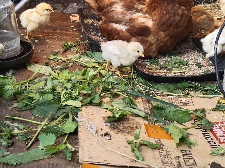 Куры домашние