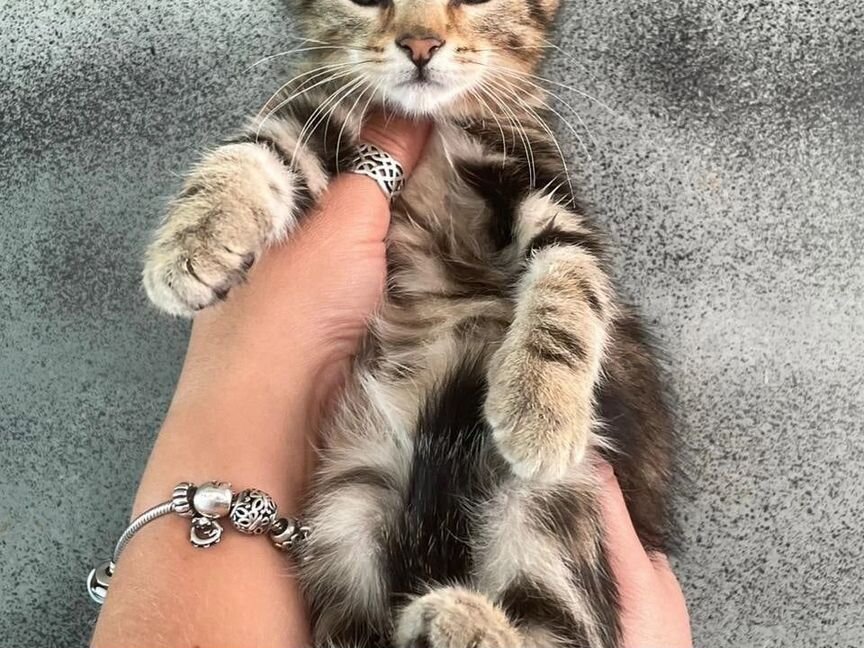Котенок-тигренок 3,5 мес