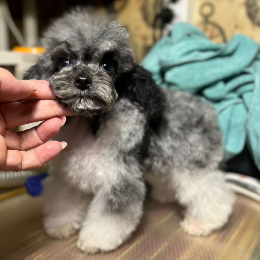 Той-пудель, щенок