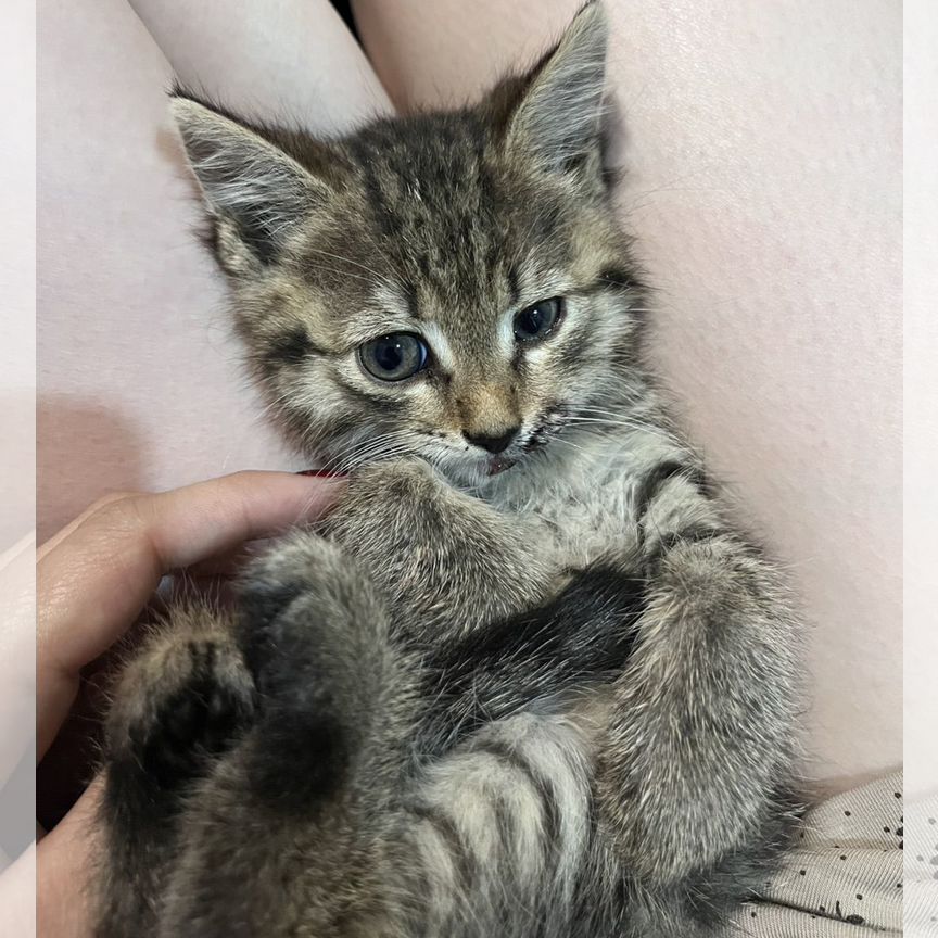 Котенок