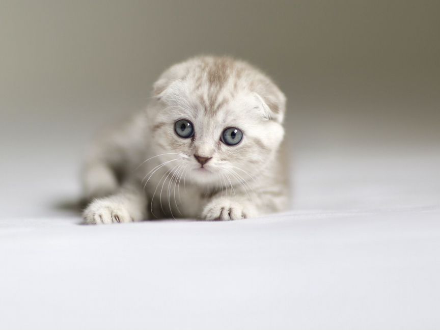 Котята шотландские вислоухие и прямоухие