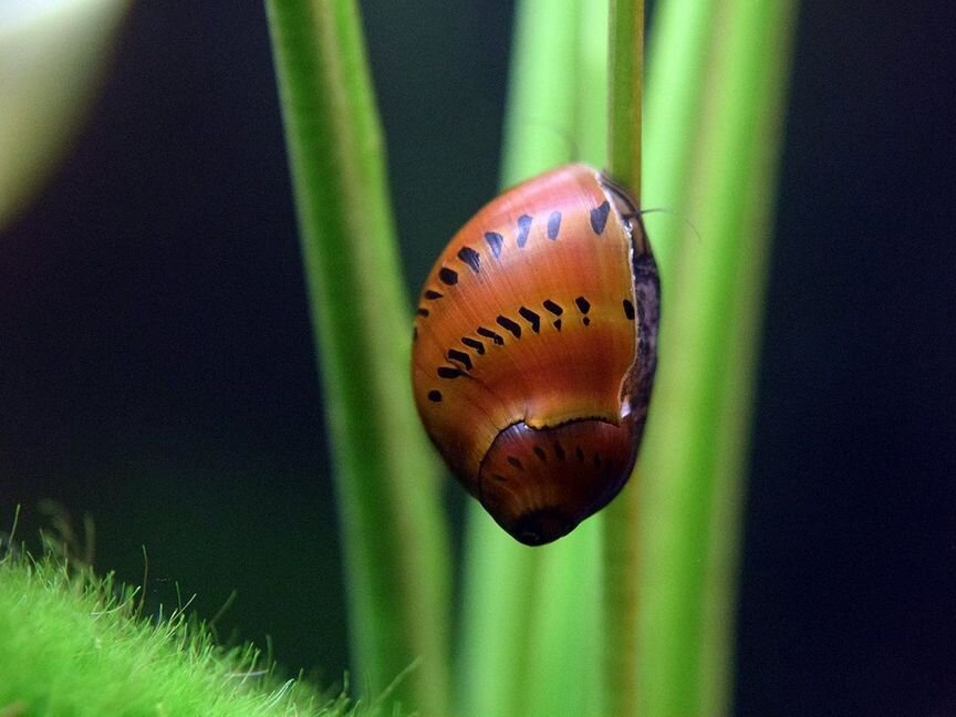 Улитка Неретина Красноточечная (тигровая)