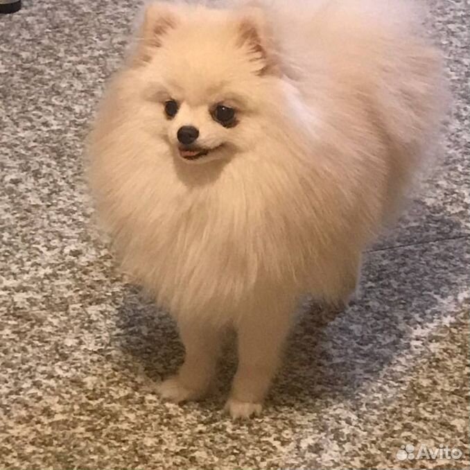 Вязка кобель шпиц (случка)