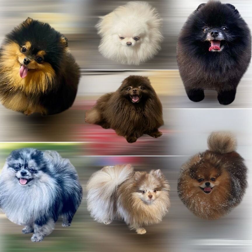 Померанский шпиц, взрослый пёс