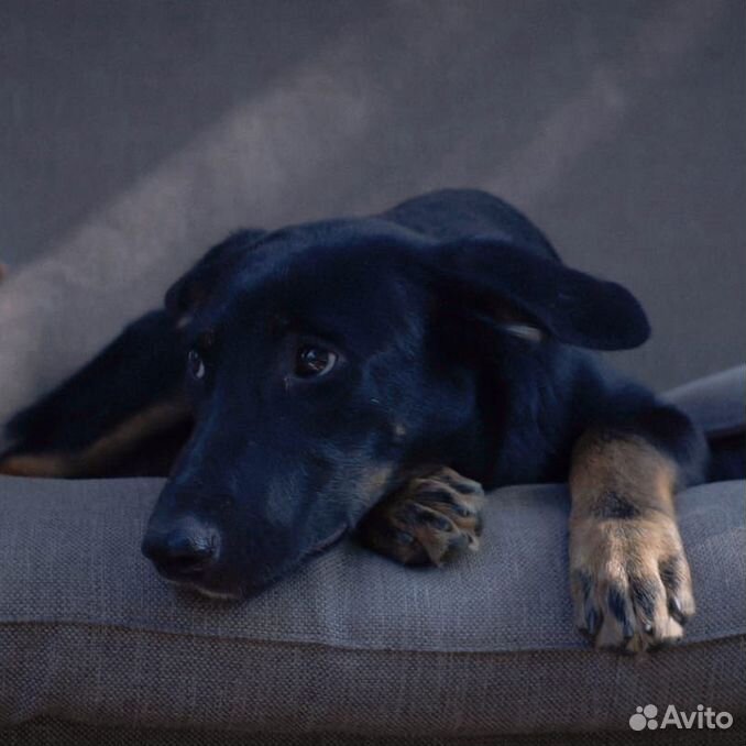 Чудной девочке нужна семья