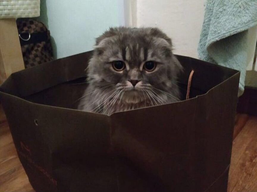 Шотландская вислоухая кошка бесплатно