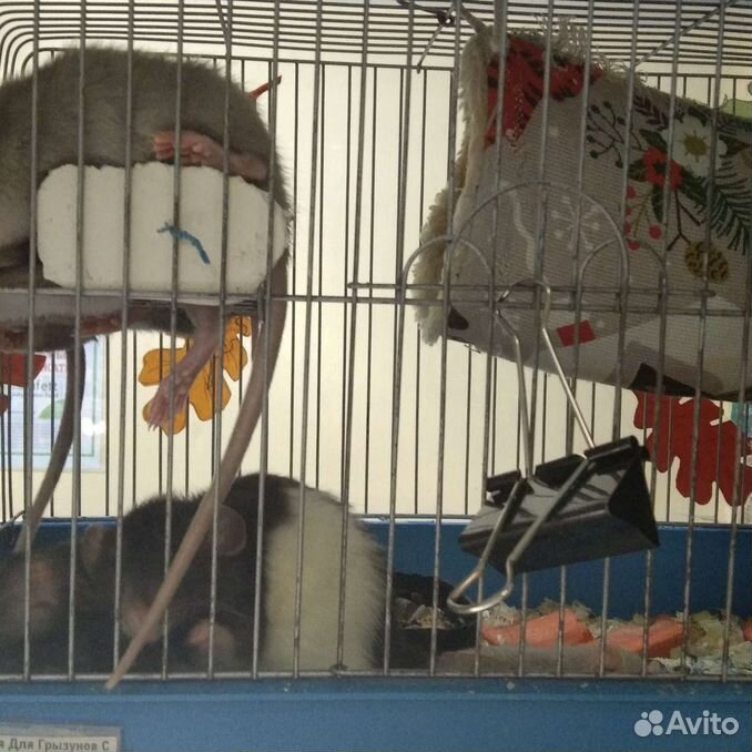 Декоративные крыски