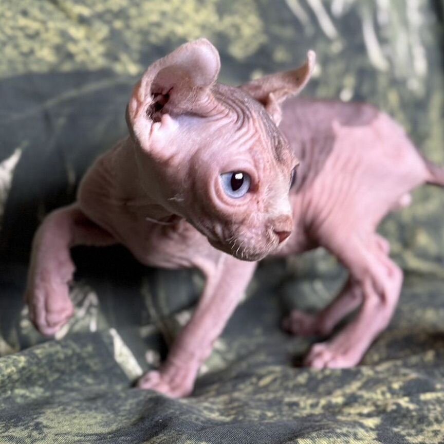 Эльф котёнок