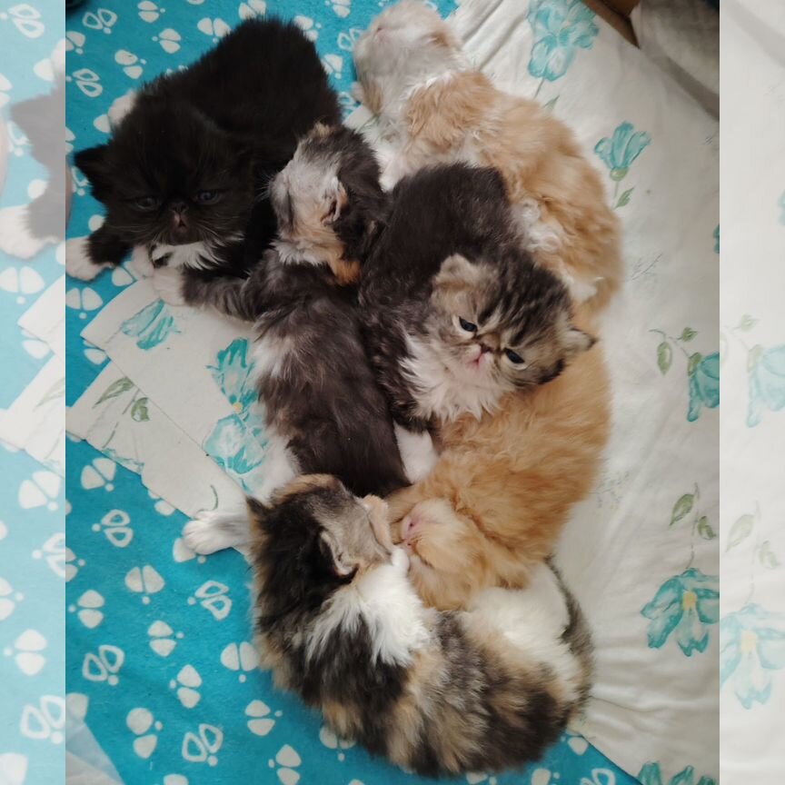 Персидские котята