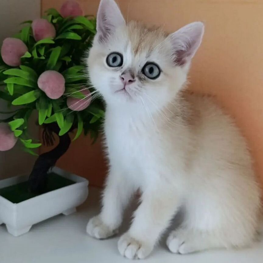 Британский короткошёрстный котёнок