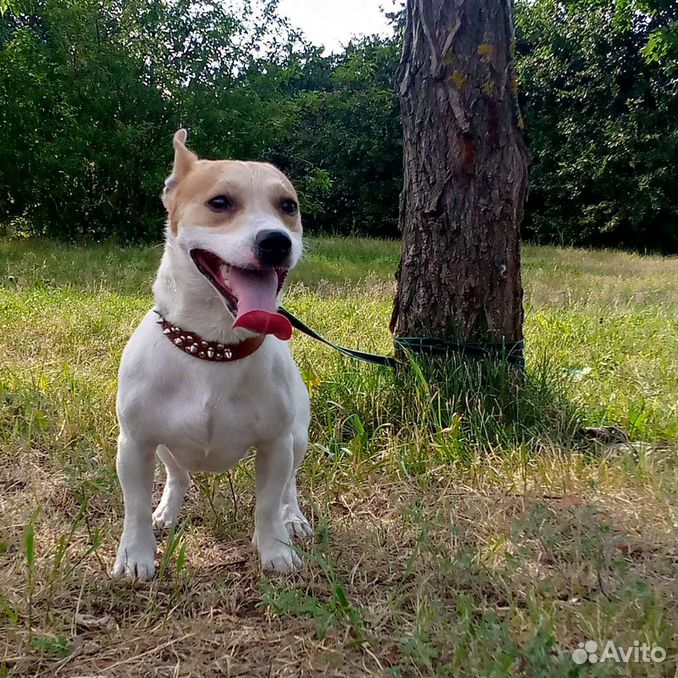 Хочу красотулю (вязка)