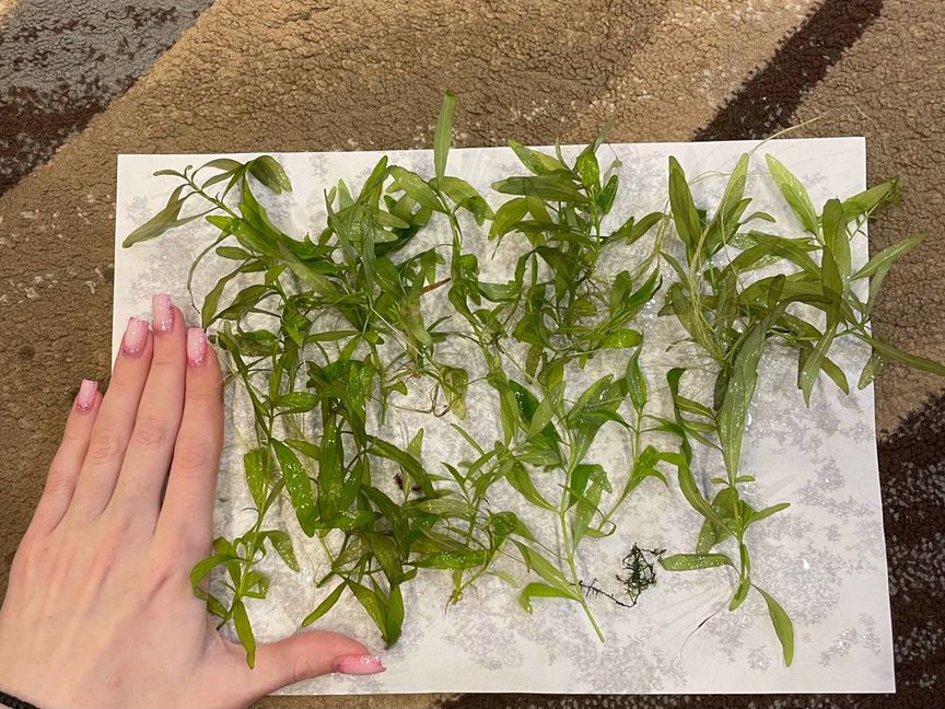 Аквариумные растения