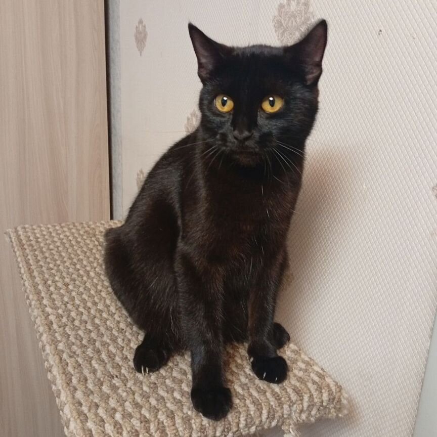 Взрослая кошка в добрые руки