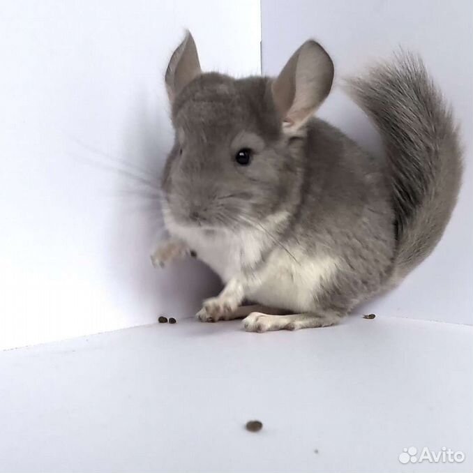 Шиншилла фиолет самец