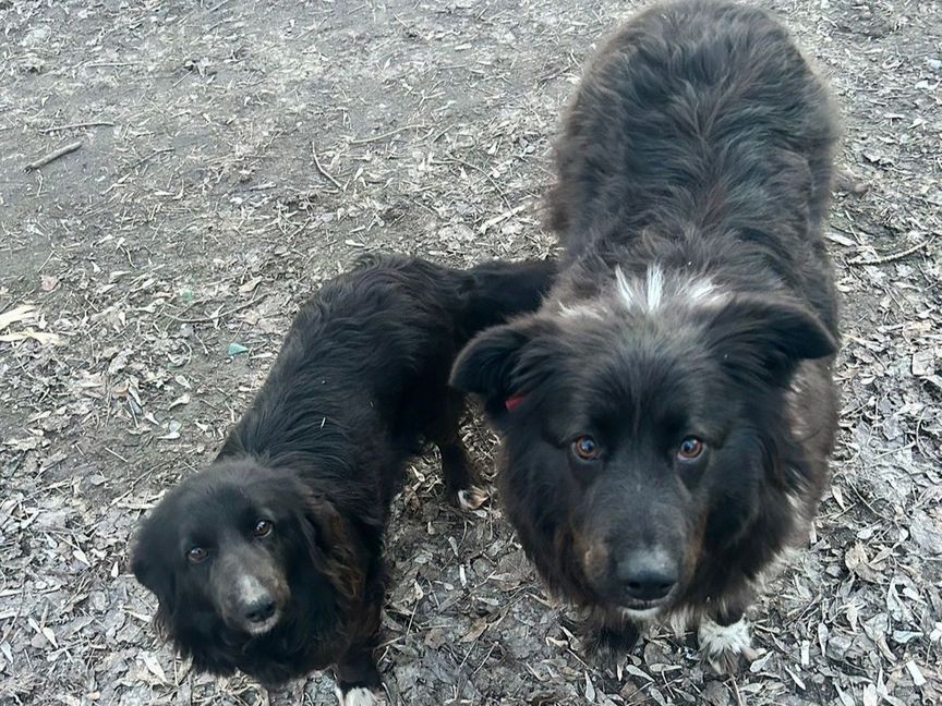 Дом или передержка