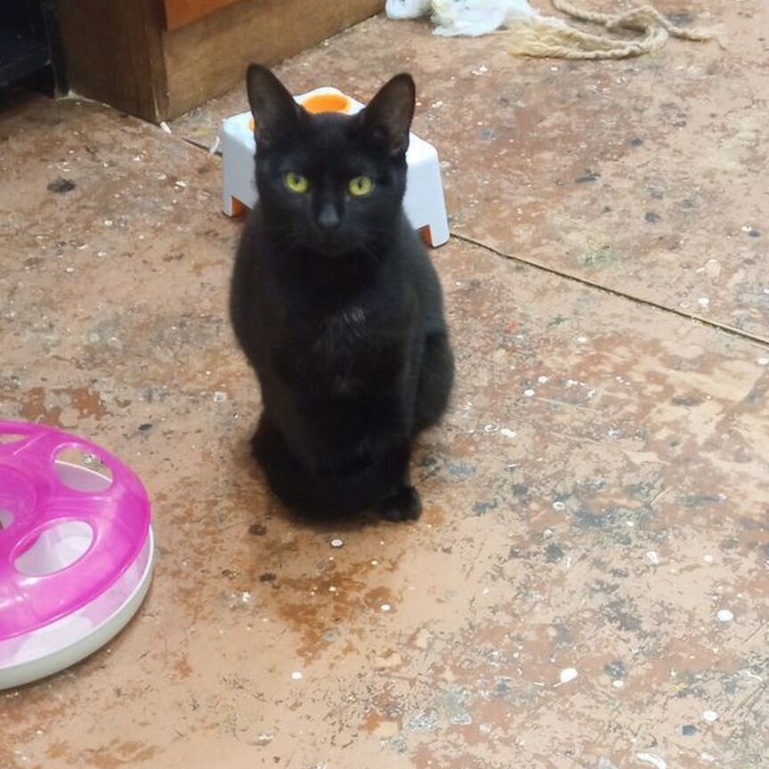 Уже не котенок, но пока и не кот. Котик