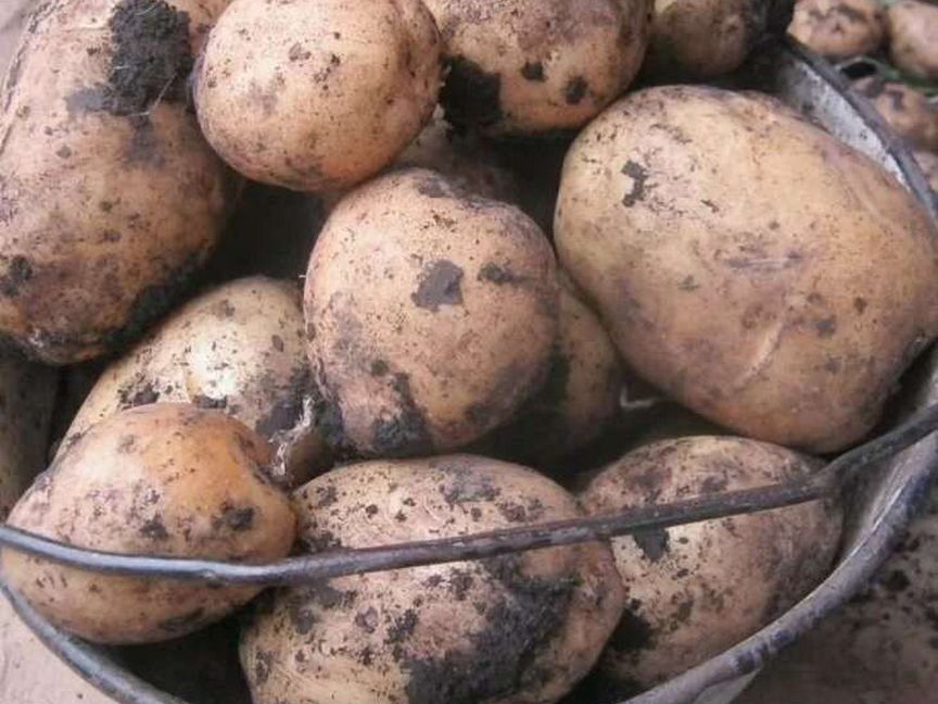 Картофель 10л ведро