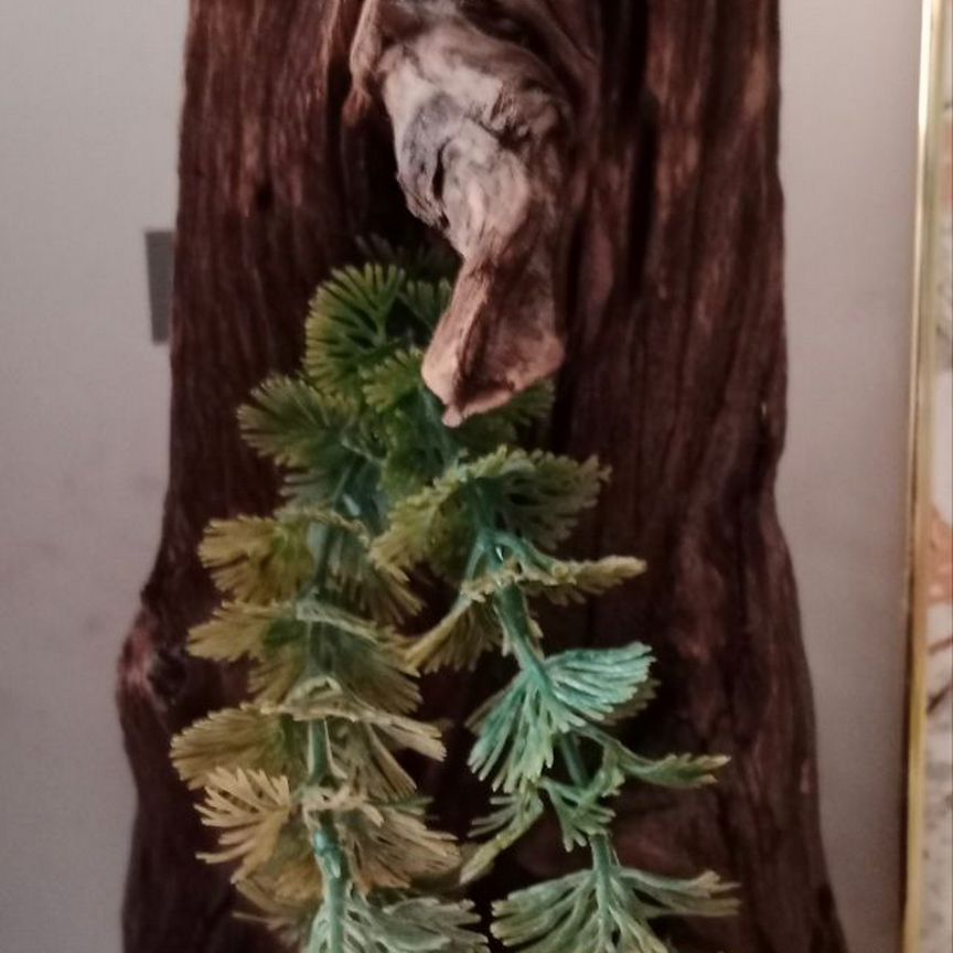 Коряга мангровая