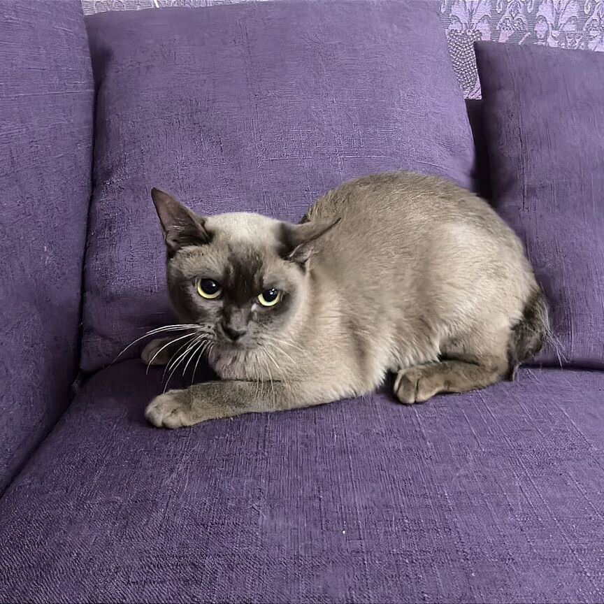 Европейская бурма