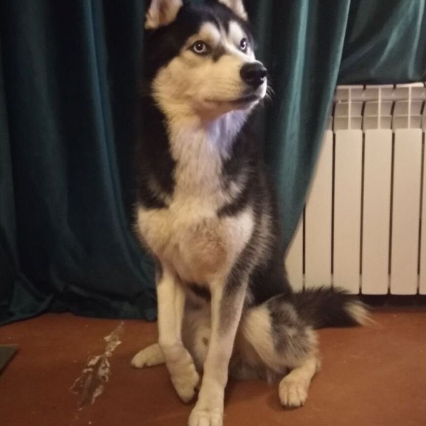 Сибирский хаски, щенок