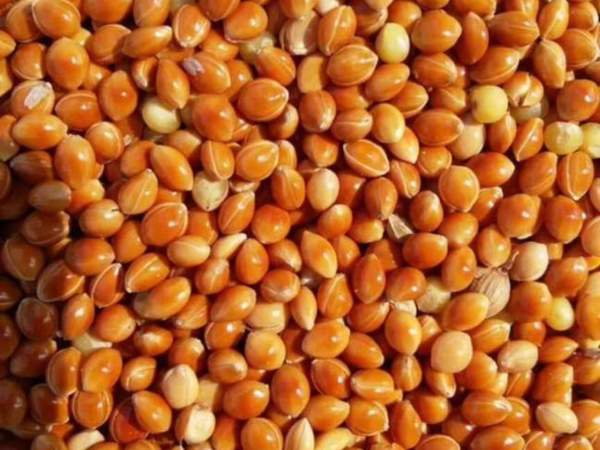 Просо красное