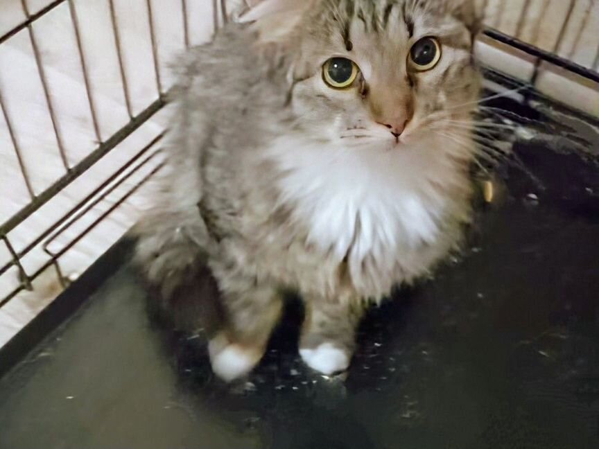 Самая ласковая пушистая сибирская кошка Плюш