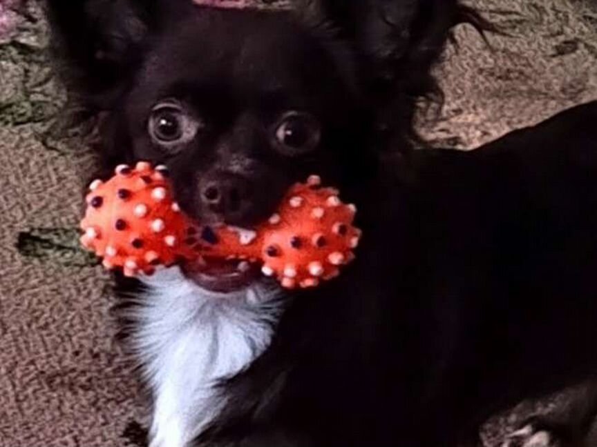 Вкусная шоколадочка