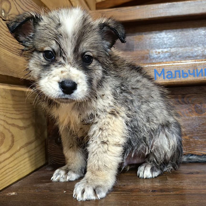 Лайка, щенок