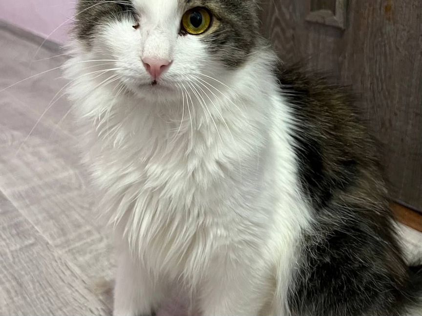 Одноглазый котик (из приюта)