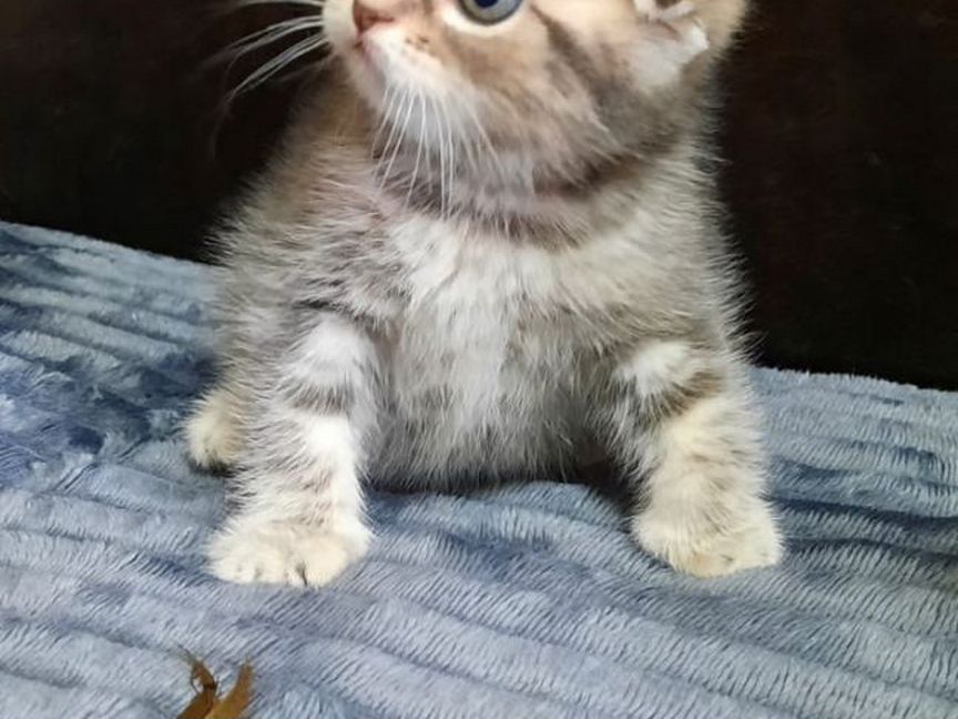 Шотландские вислоухие мальчишки