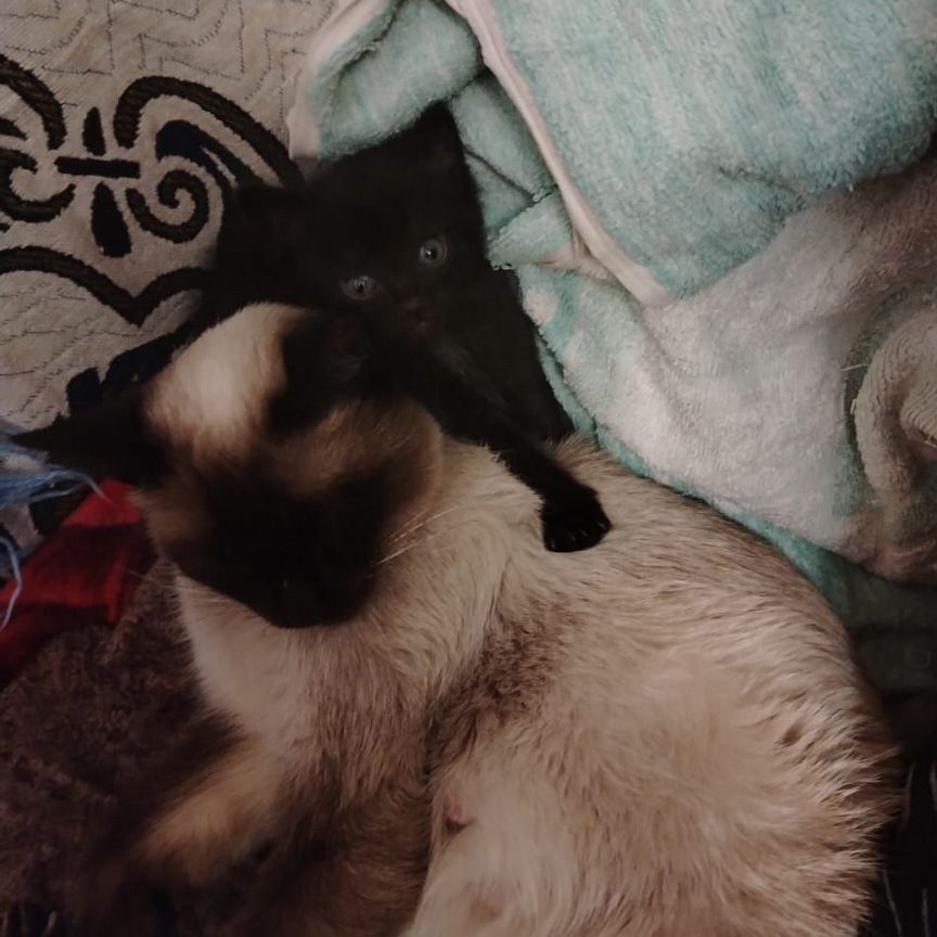 Котёнок в добрые руки