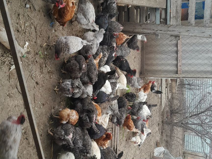 Куры несушки домашние