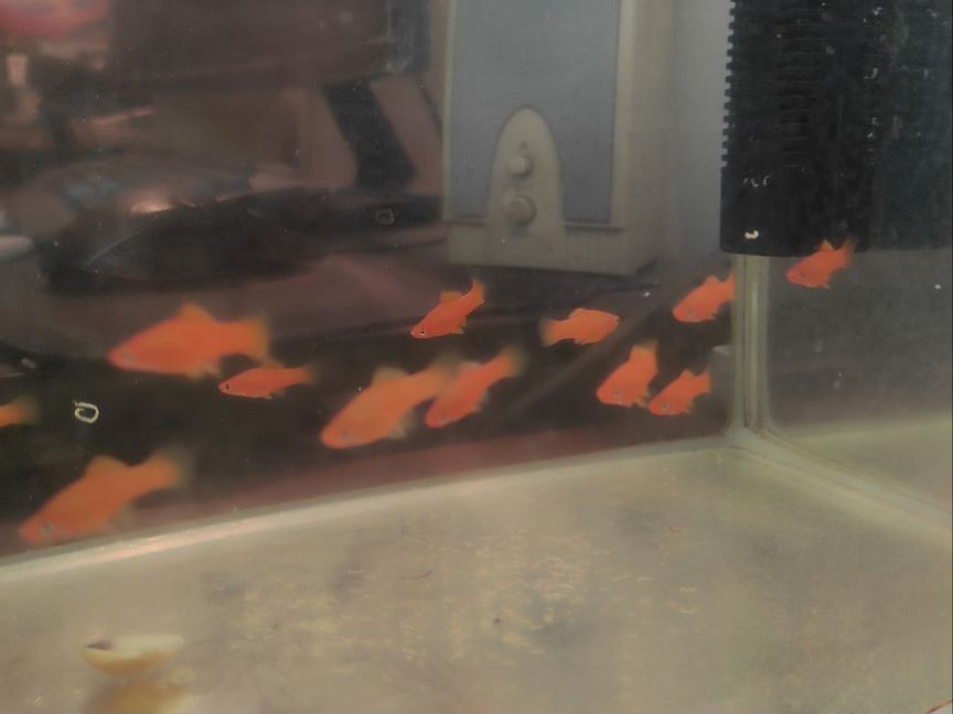 Аквариумные рыбки меченосцы 4 месяца