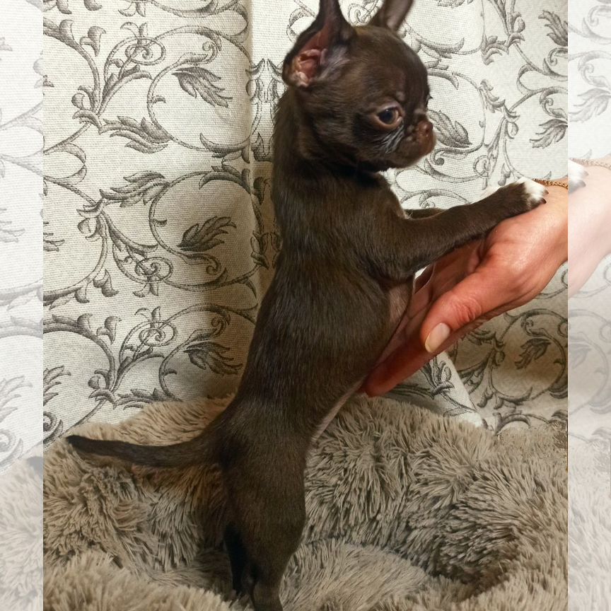 Чихуахуа, щенок