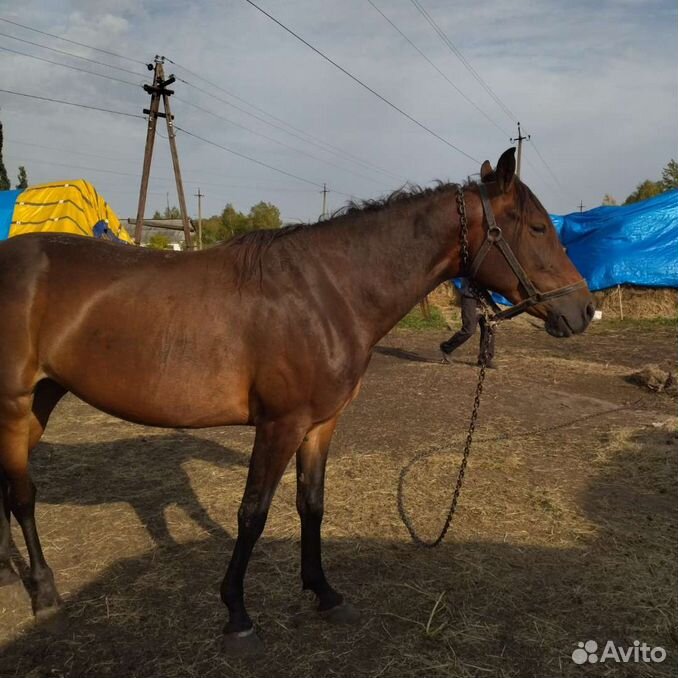 Кобыла русской рысистой породы