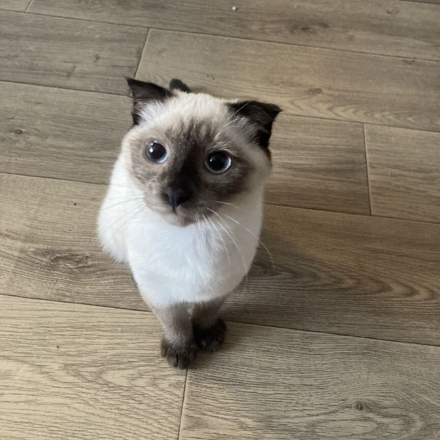 Отдам в добрые руки