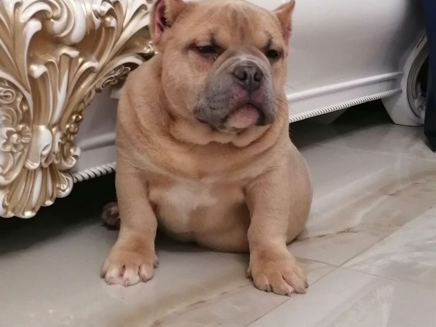 Американский булли микро