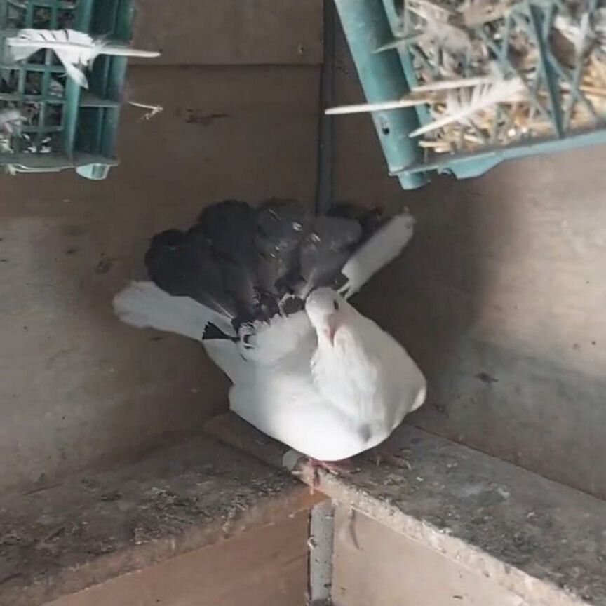 Голуби павлины