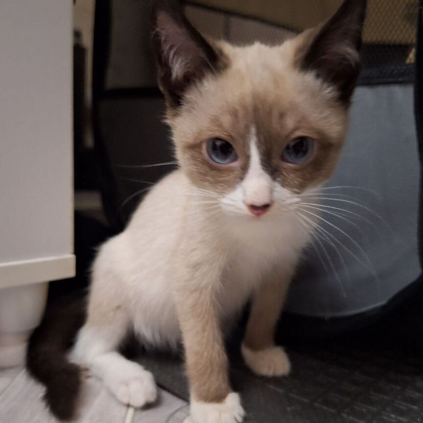 Котенок мальчик