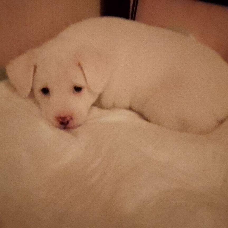 Щенок 2 месяца мальчик