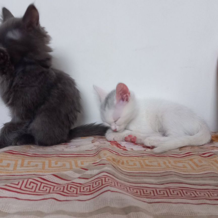 Котята в добрые руки бесплатно