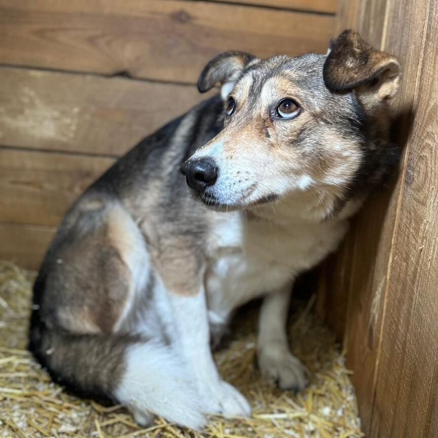 Маня ищет дом