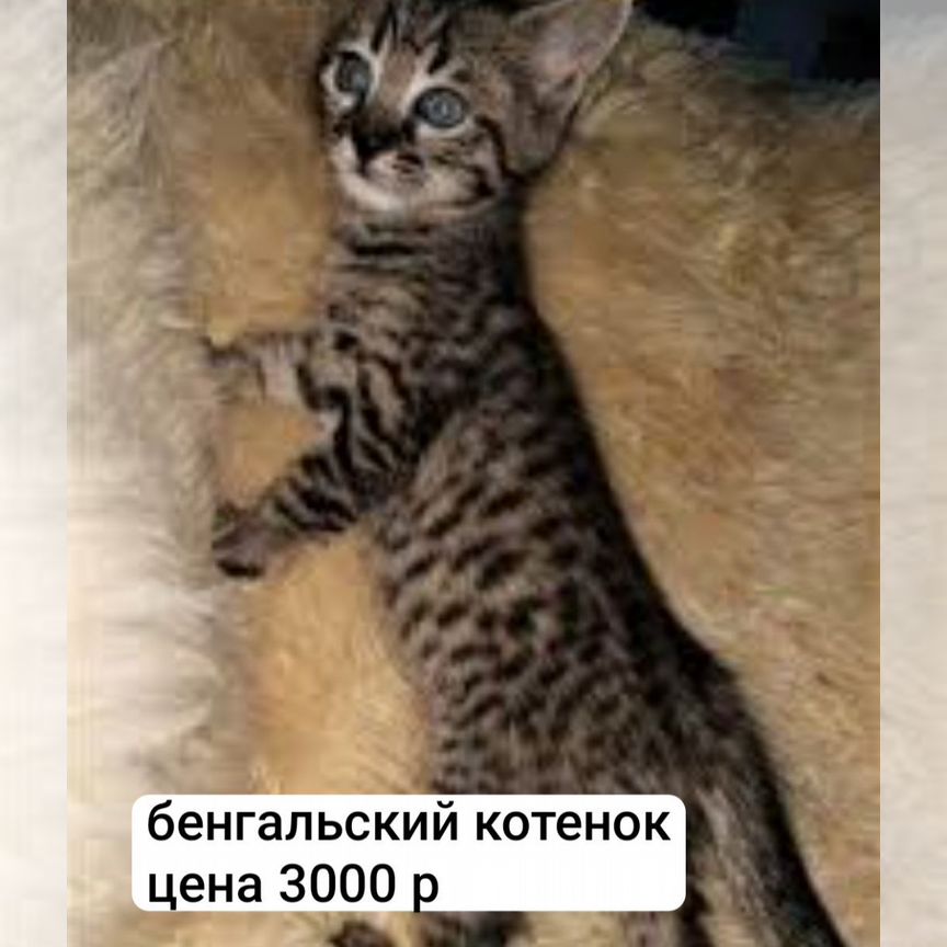 Котёнок в добрые руки