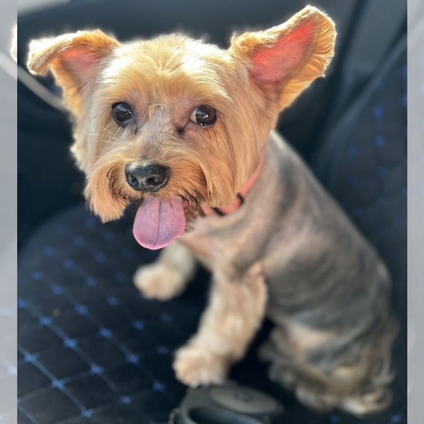 Йоркширский терьер, взрослый пёс