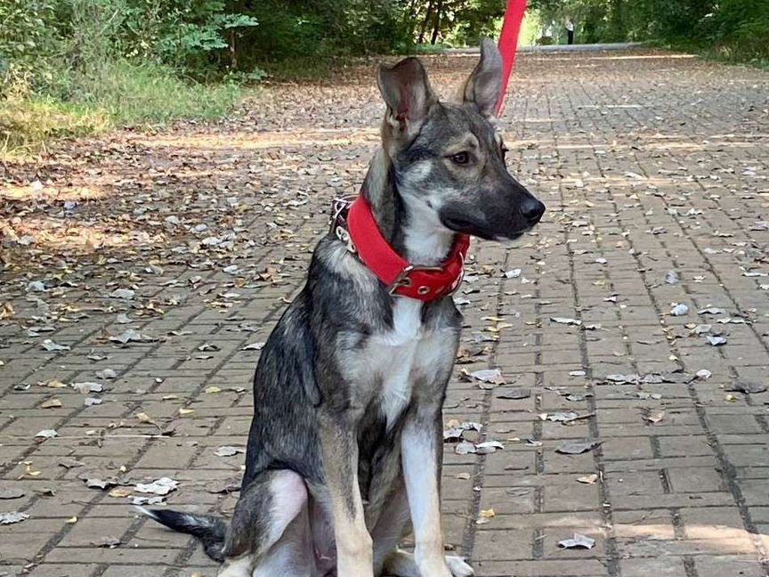 Девочка-подросток,6 мес.,стерилизована, ищет семью