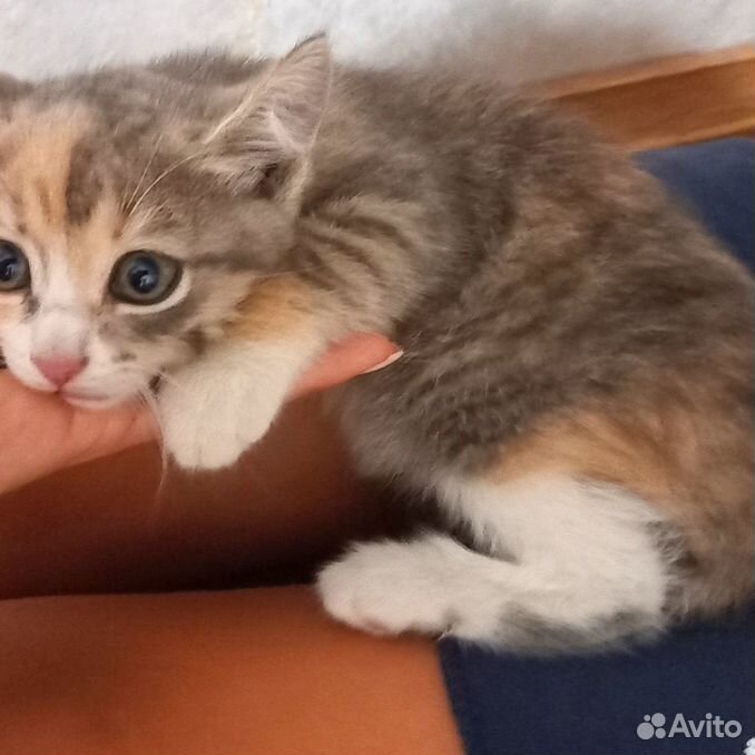 Котята трехцветные, которые приносят счастье