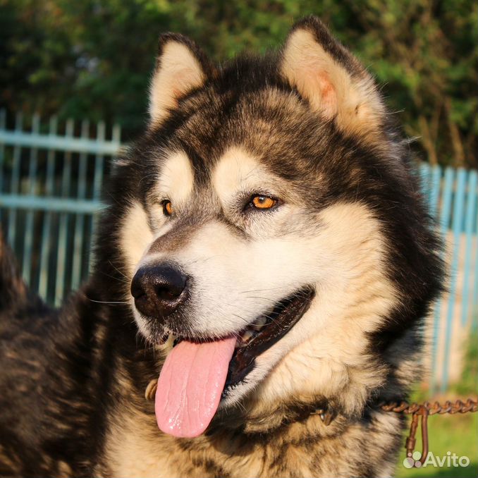 Каспер ищет дом