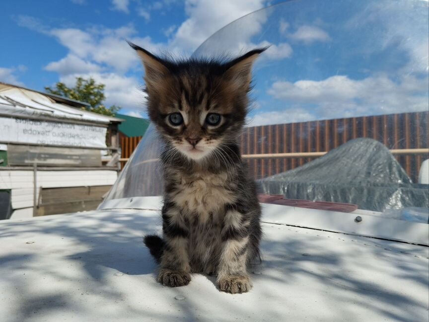 Котята мейн-куны мраморные